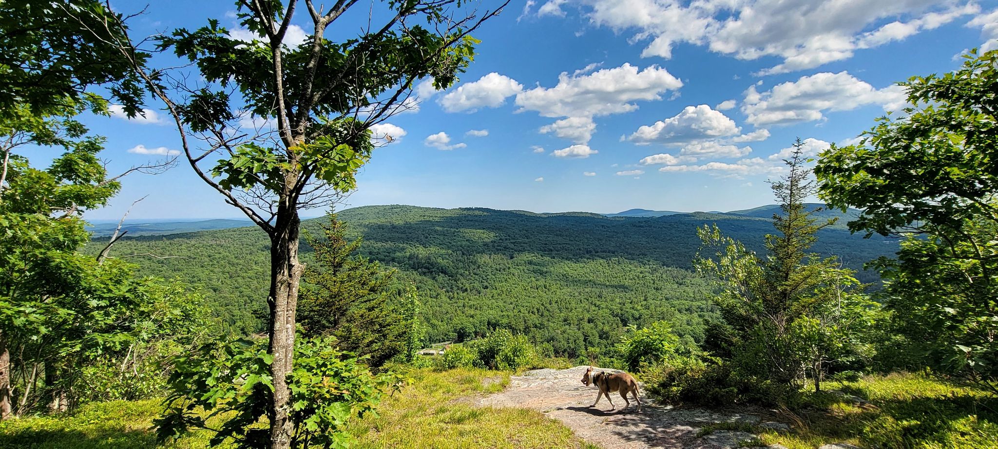 Hike & Forest Bathe — Burton Peak